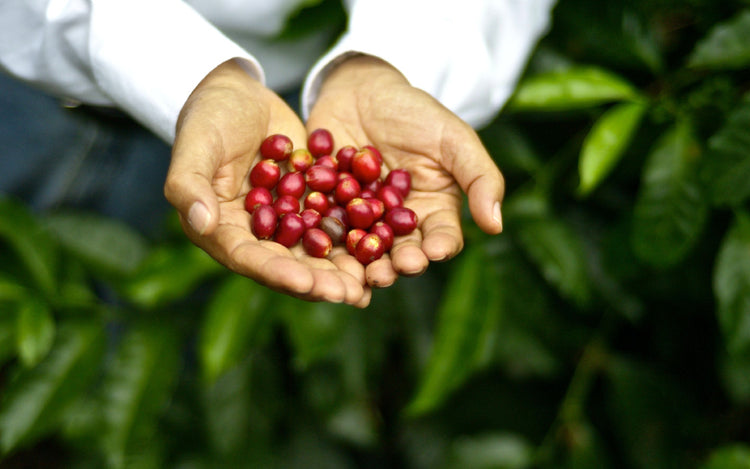 Royal Coffee Co.,